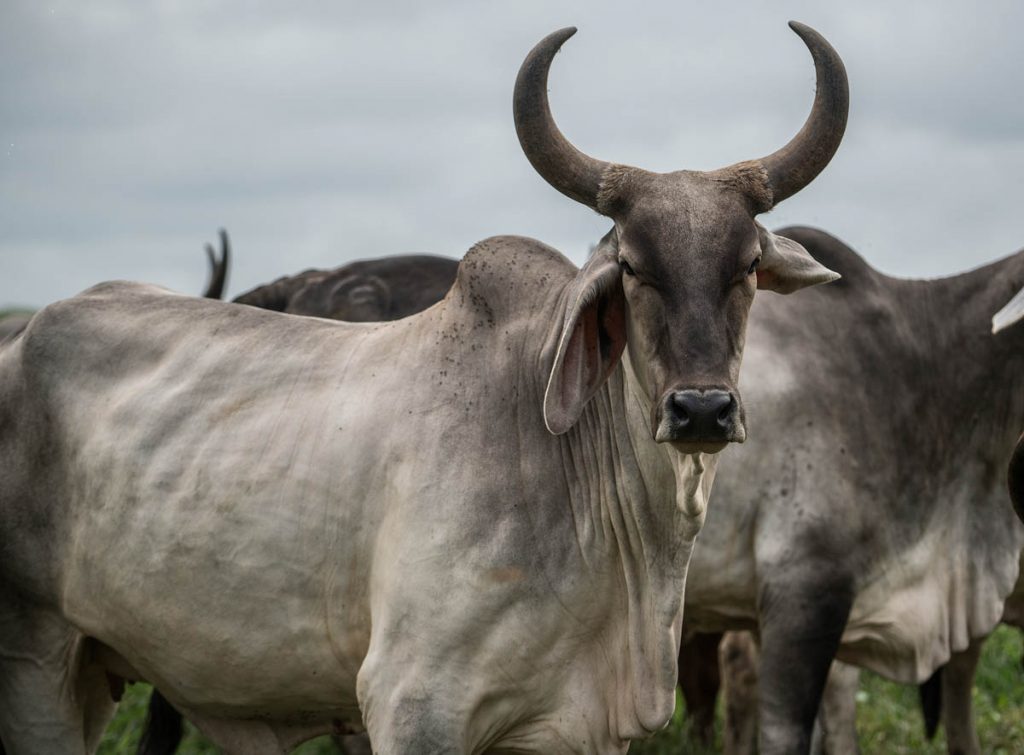 GUZERAT. Una de la razas de nuestro Ganado - Grupo San Simón